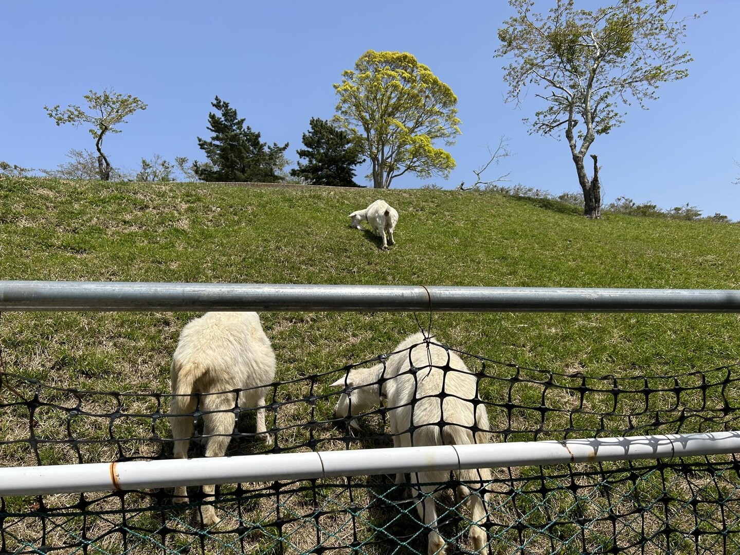 愛宕山・二ツ山・嶺岡苑 15K / 大猫式部さんの愛宕山・二ツ山・大山千枚田の活動データ | YAMAP / ヤマップ