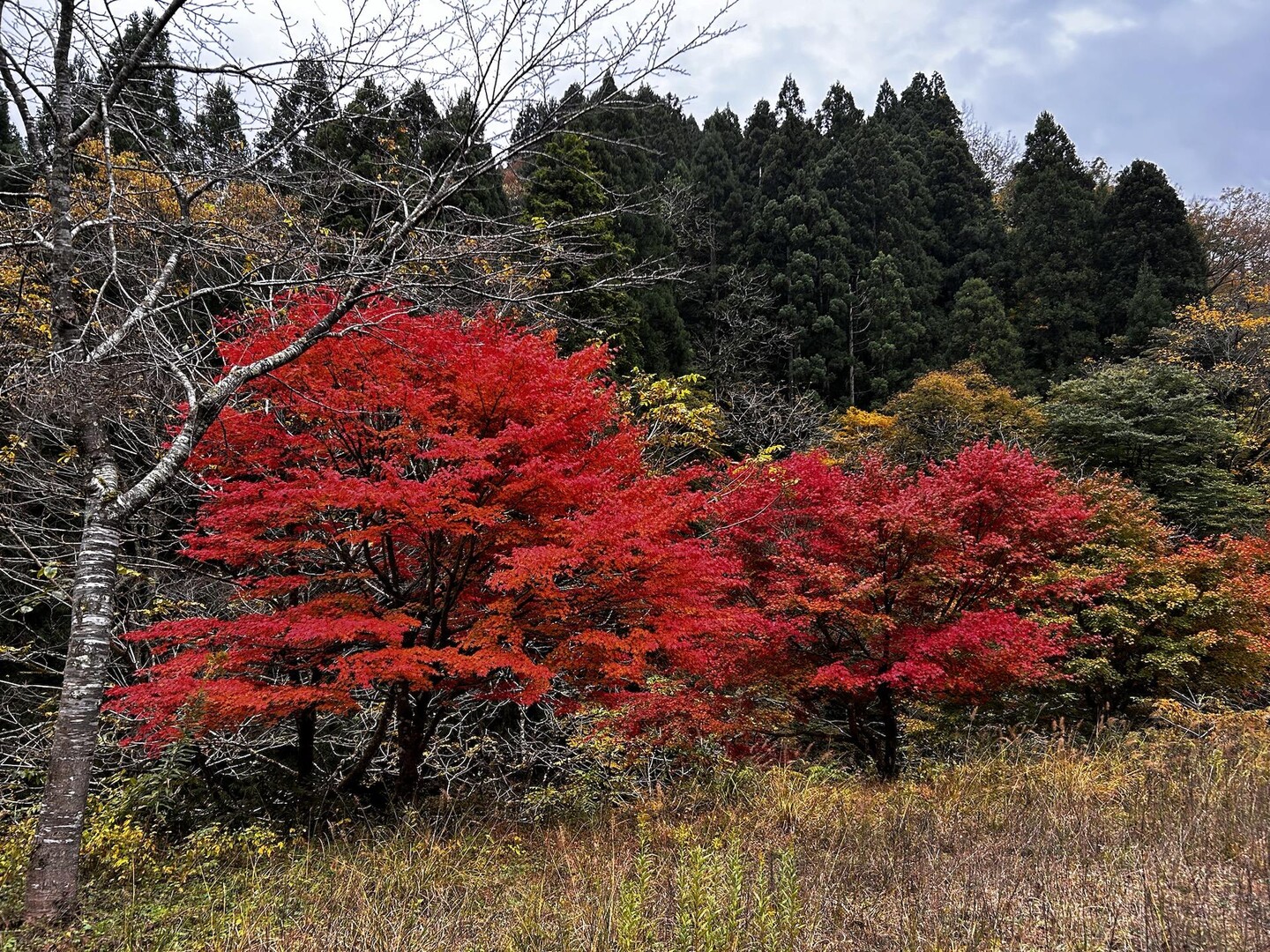 横山岳・横山岳（東峰） / Kato Takahiroさんの横山岳・墓谷山の活動データ | YAMAP / ヤマップ
