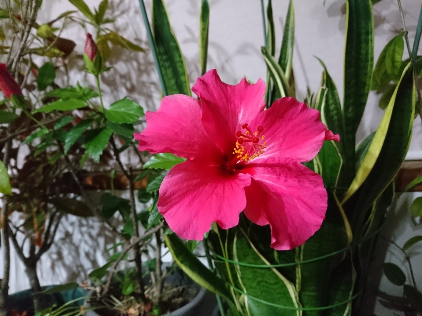 みなさん、春爛漫ですね。 今年第1号が咲... / shoさんのモーメント | YAMAP / ヤマップ