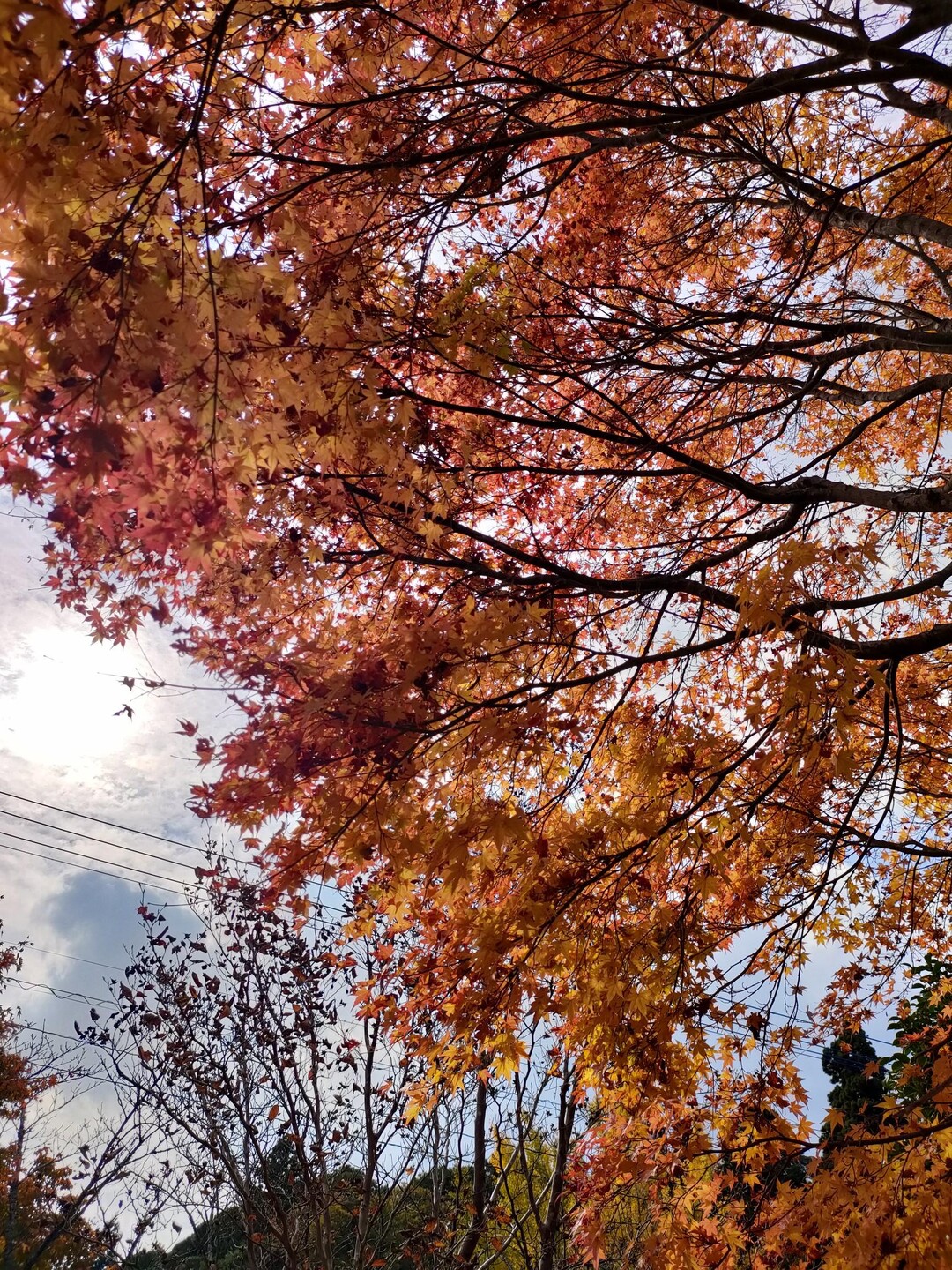檜原山…正平寺登山口 友達情報でここの... / おーちゃんさんのモーメント | YAMAP / ヤマップ