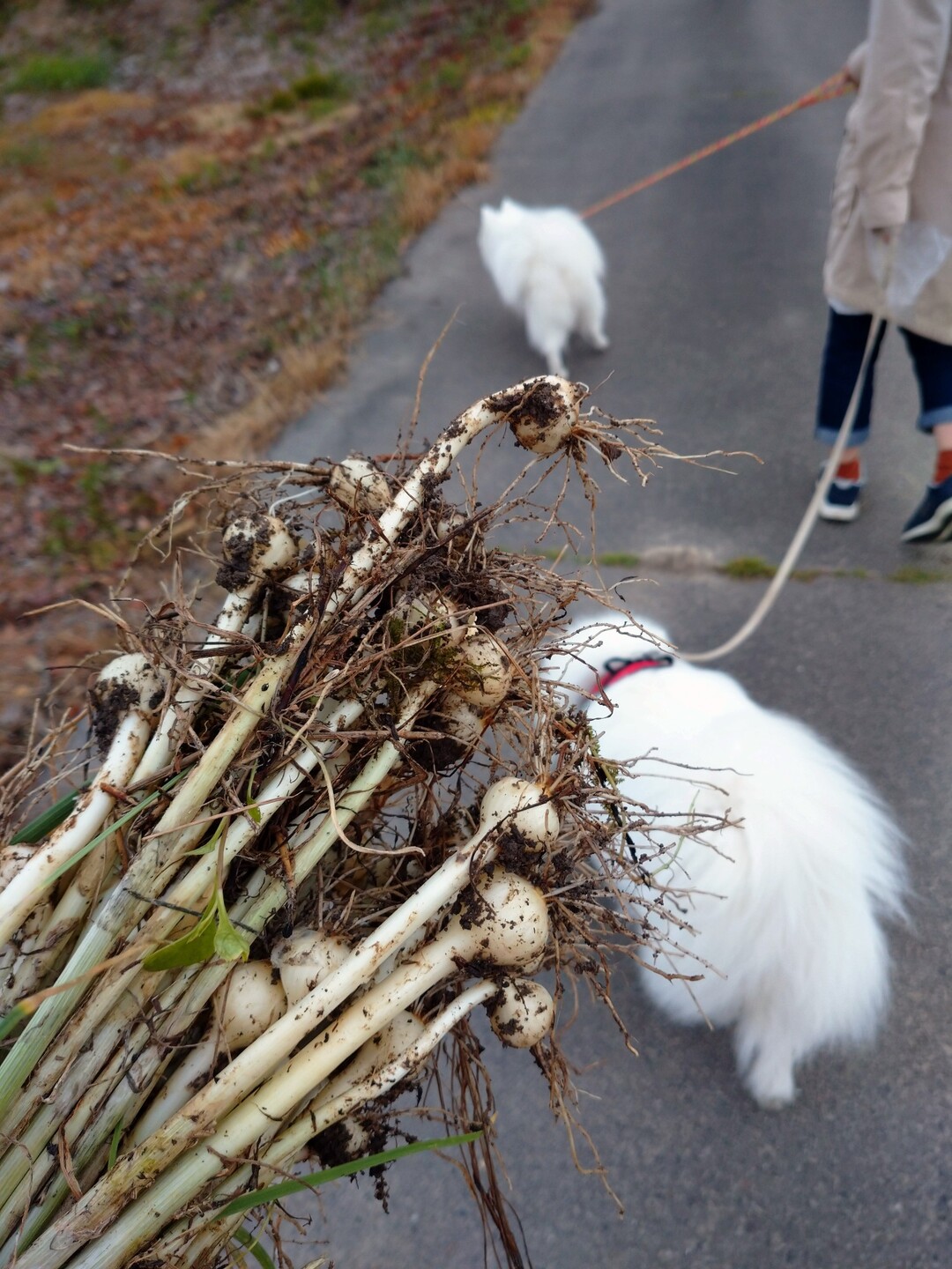 タダでいくらでも手に入る和製エシャロット... / issa.さんのモーメント | YAMAP / ヤマップ
