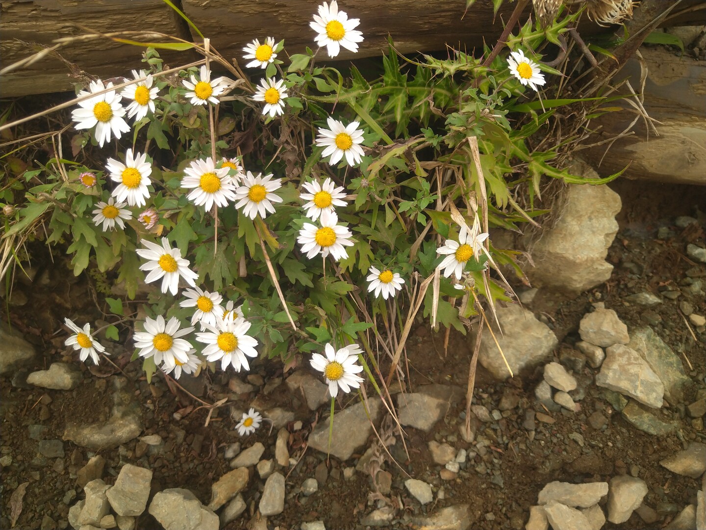 塔ノ岳 スズメバチ注意とのお声がけあり / takeriさんの塔ノ岳・丹沢山・蛭ヶ岳の活動データ | YAMAP / ヤマップ