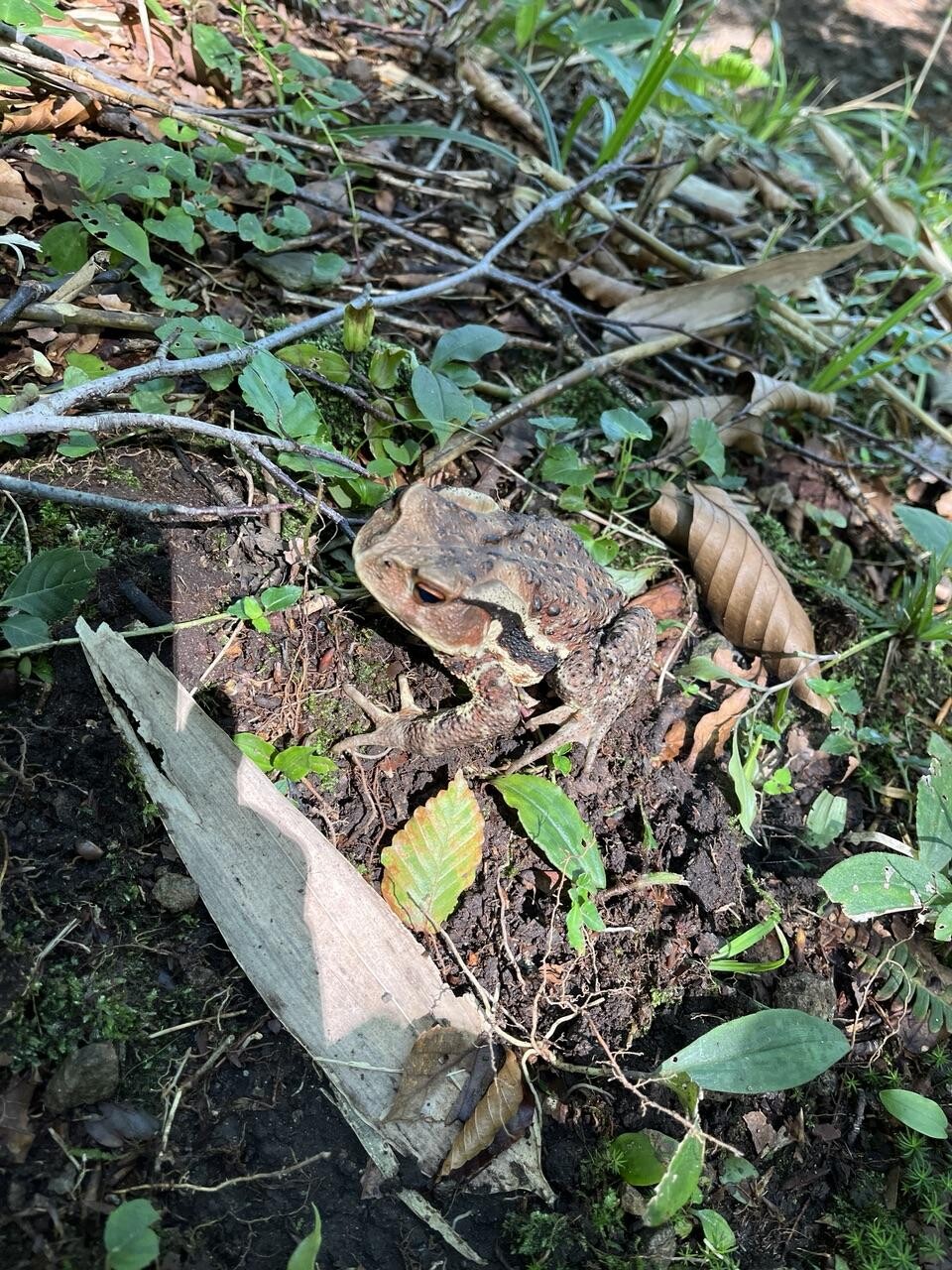 じゃんたかのページ | YAMAP / ヤマップ