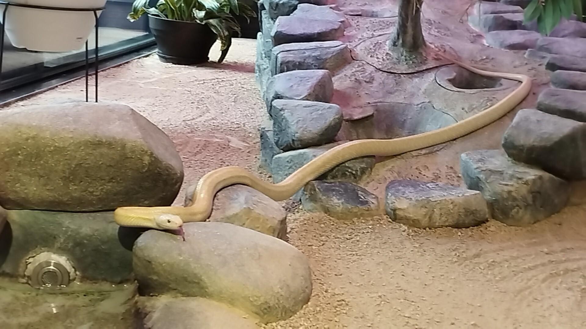 白蛇🐍と錦帯橋と岩国城🏯2025-01-03 / kimichanさんのウォーキングの活動データ | YAMAP / ヤマップ