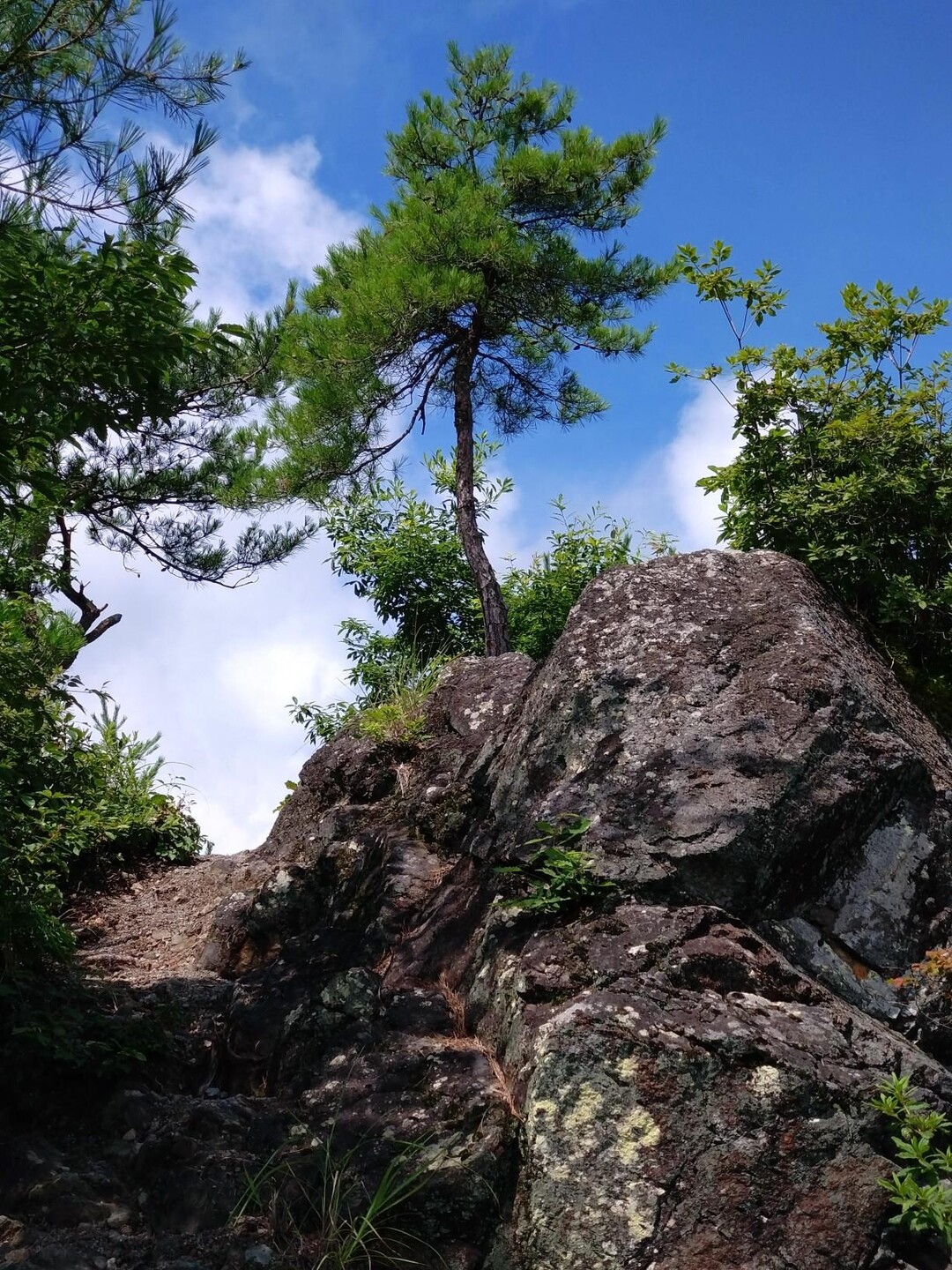 二上山ー祐泉寺尾根（出逢いの広場） / よしぼうさんの金剛山・二上山・大和葛城山の活動データ | YAMAP / ヤマップ