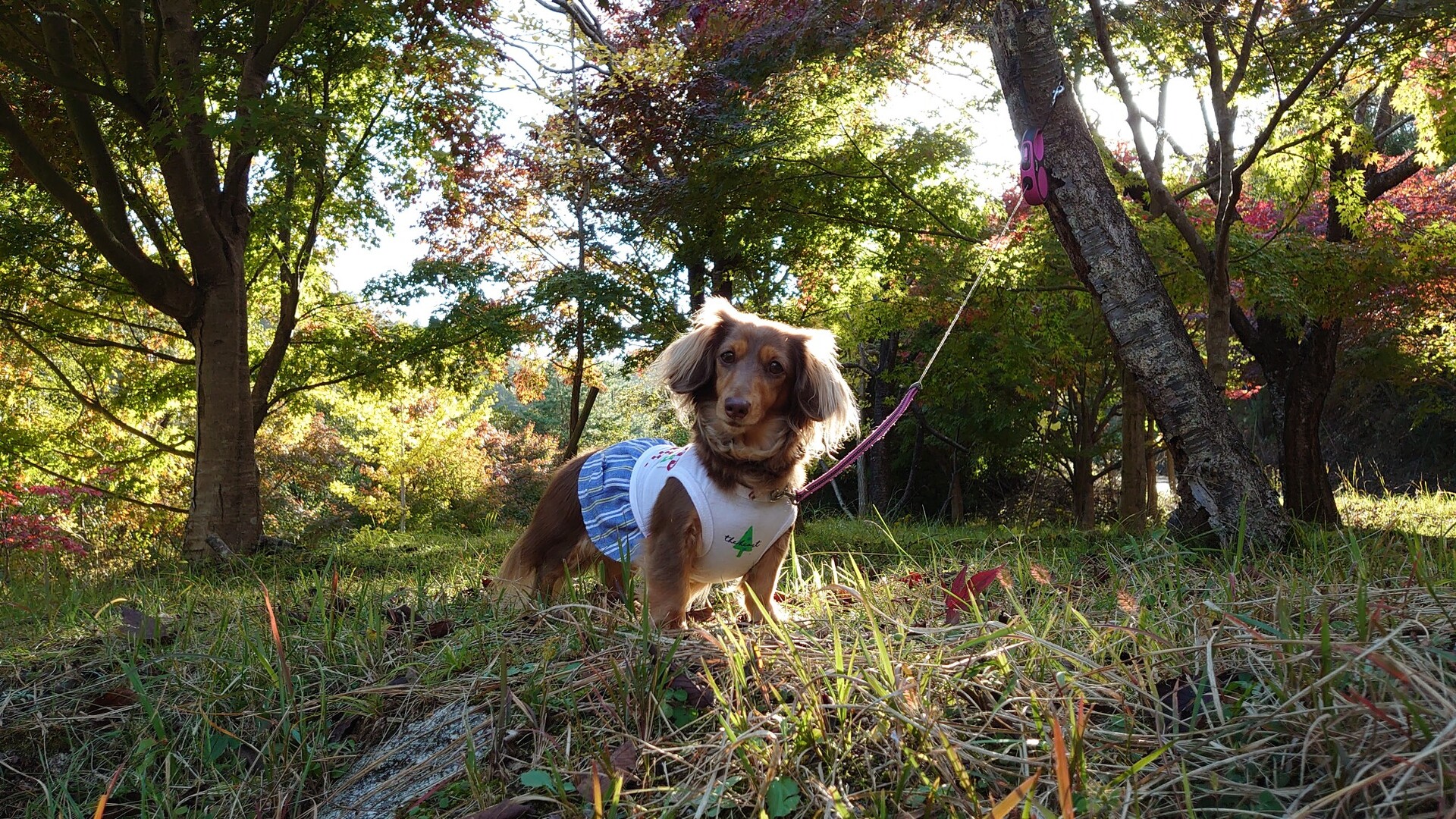 Pakkun🚶 & もんちむ🐒のページ | YAMAP / ヤマップ