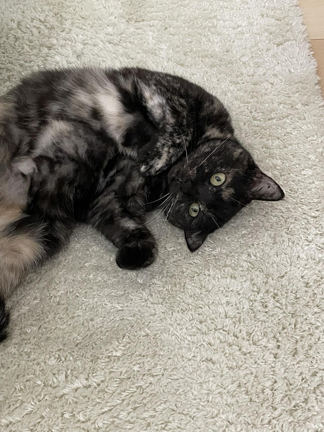 なんなら撫でてもいいけど〜〜 と見せかけ... / Kuさんのモーメント | YAMAP / ヤマップ