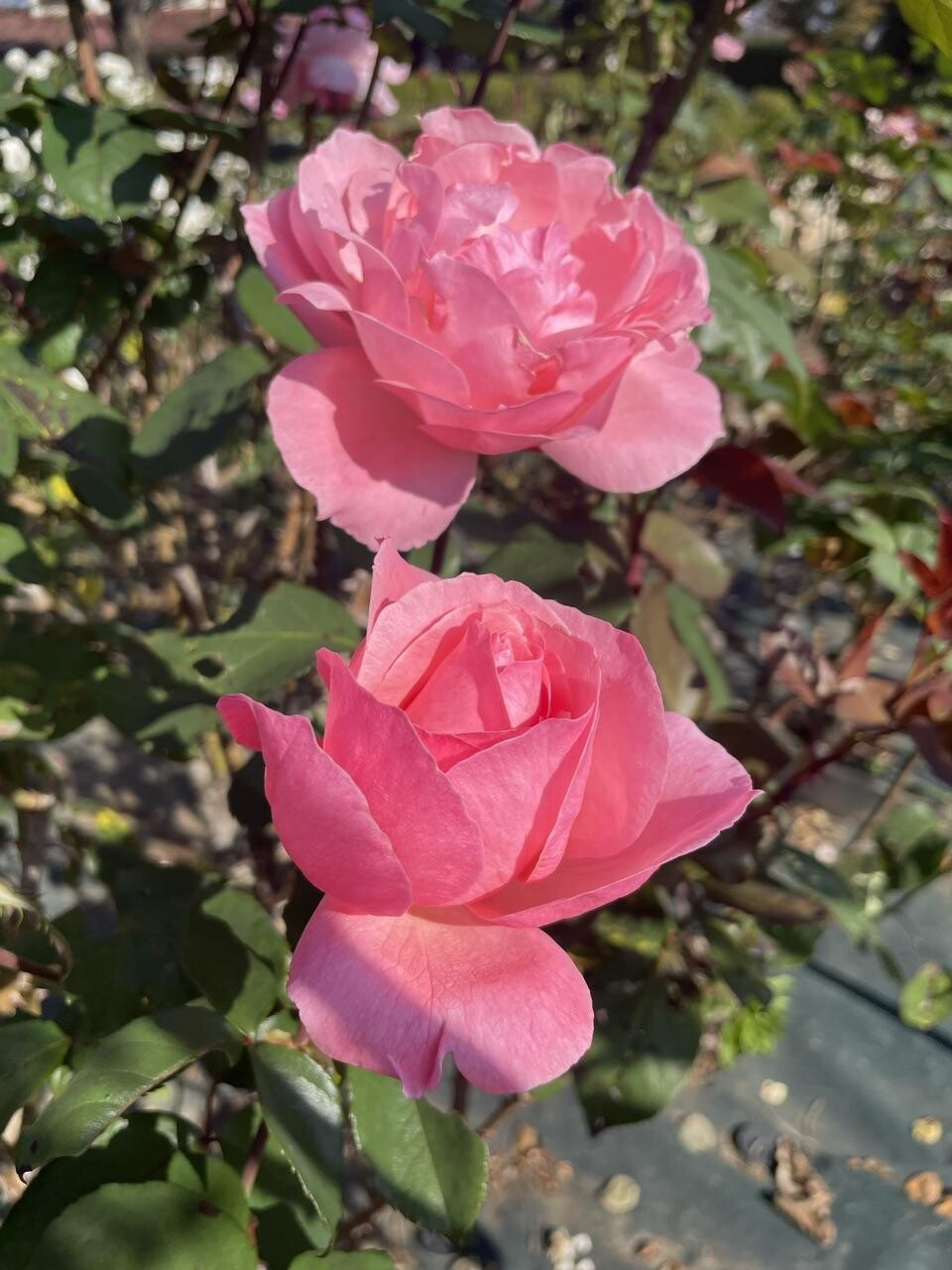 yukkyのページ | YAMAP / ヤマップ