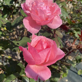 yukkyのページ | YAMAP / ヤマップ