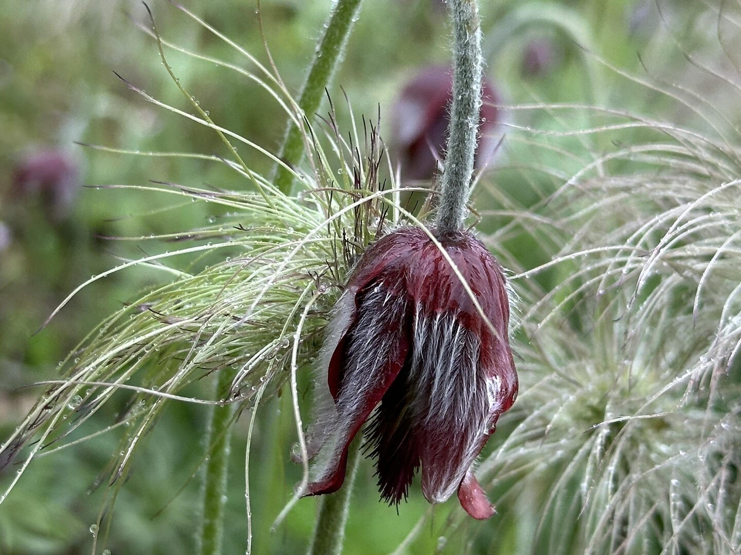 南郷の茶碗山にも翁草、咲いてるのですね。 / cocoさんの茶碗山の活動データ | YAMAP / ヤマップ