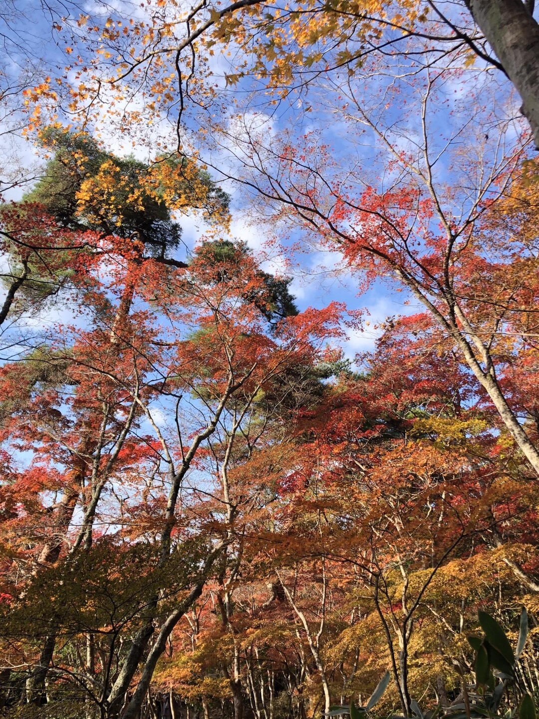 東お多福山→六甲山→瑞宝寺公園→有馬 / mi_eeさんの六甲山・長峰山・摩耶山の活動データ | YAMAP / ヤマップ