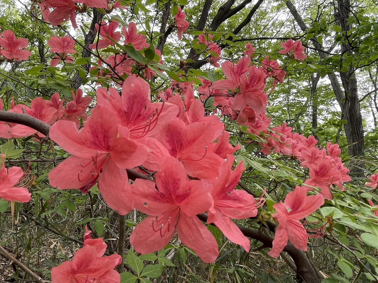 茶臼山⸜(*ˊᗜˋ*)⸝ / eriさんの金山（新田金山）・八王子丘陵の活動データ | YAMAP / ヤマップ