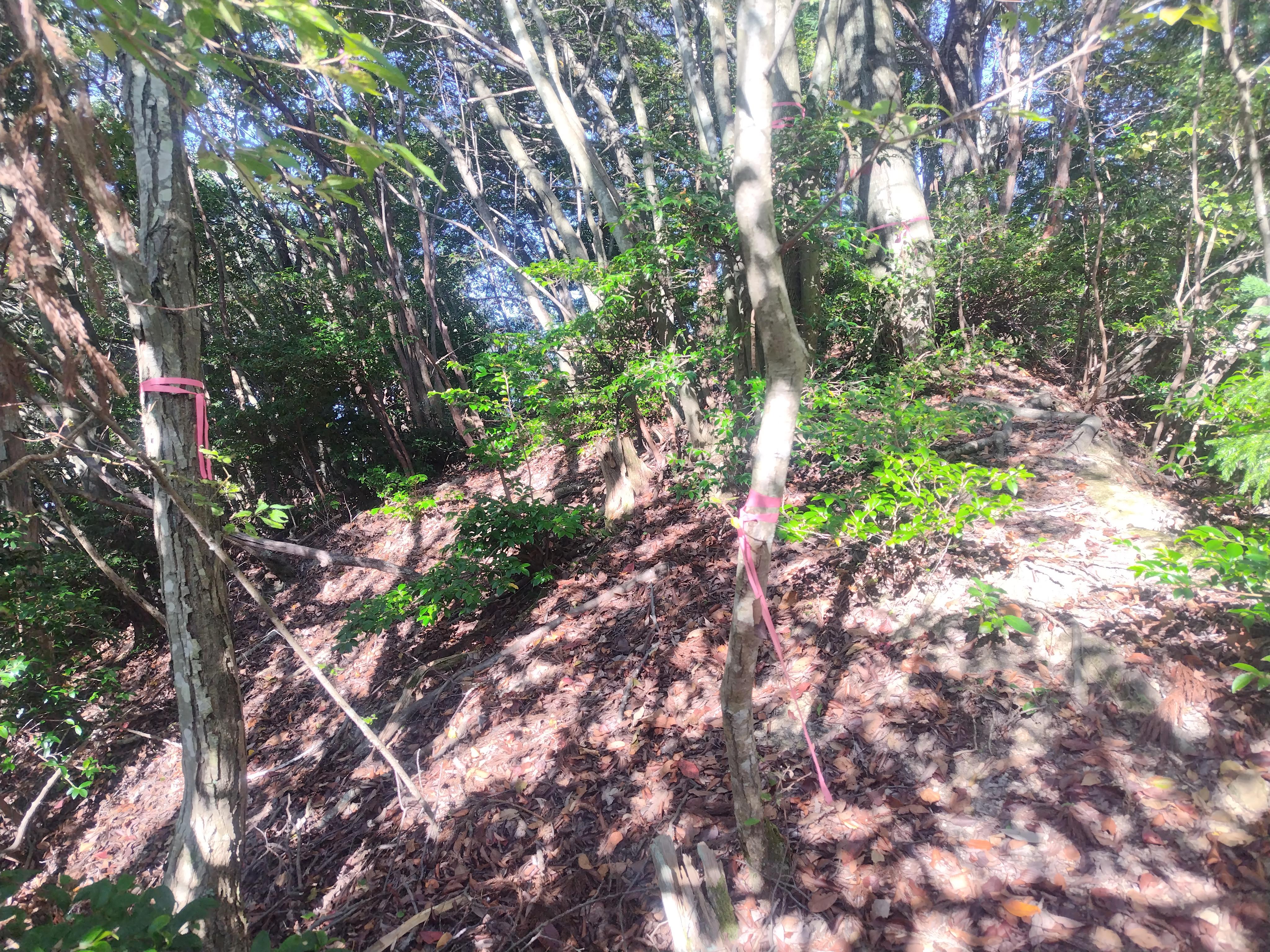 TOMTOMさんの投稿したフィールドメモ | YAMAP / ヤマップ