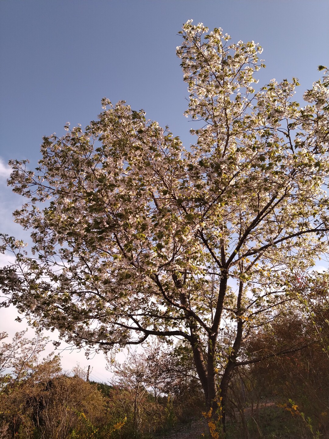 鶏足山の帰りに花の山に🌺 / nobss さんのモーメント | YAMAP / ヤマップ