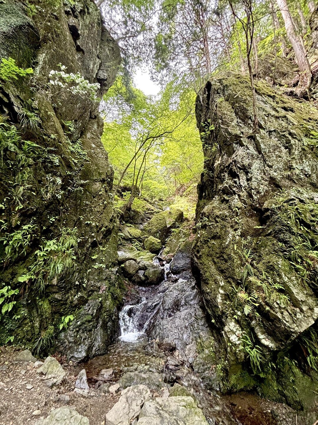 棒ノ嶺 / zumiさんの棒ノ折山（棒ノ嶺）の活動データ | YAMAP / ヤマップ