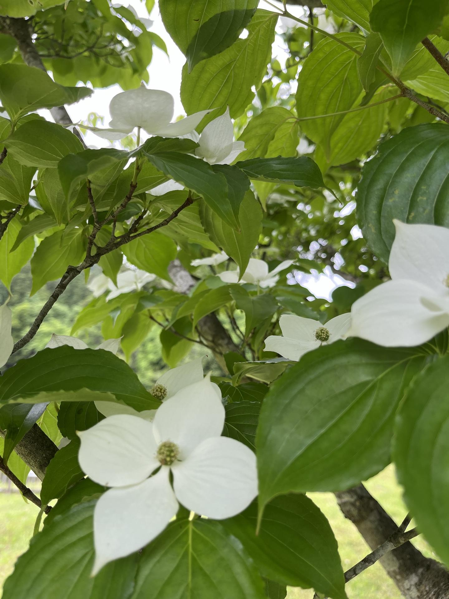 三釈迦山 / masuminさんの白髪岳・松尾山・西寺山の活動データ | YAMAP / ヤマップ