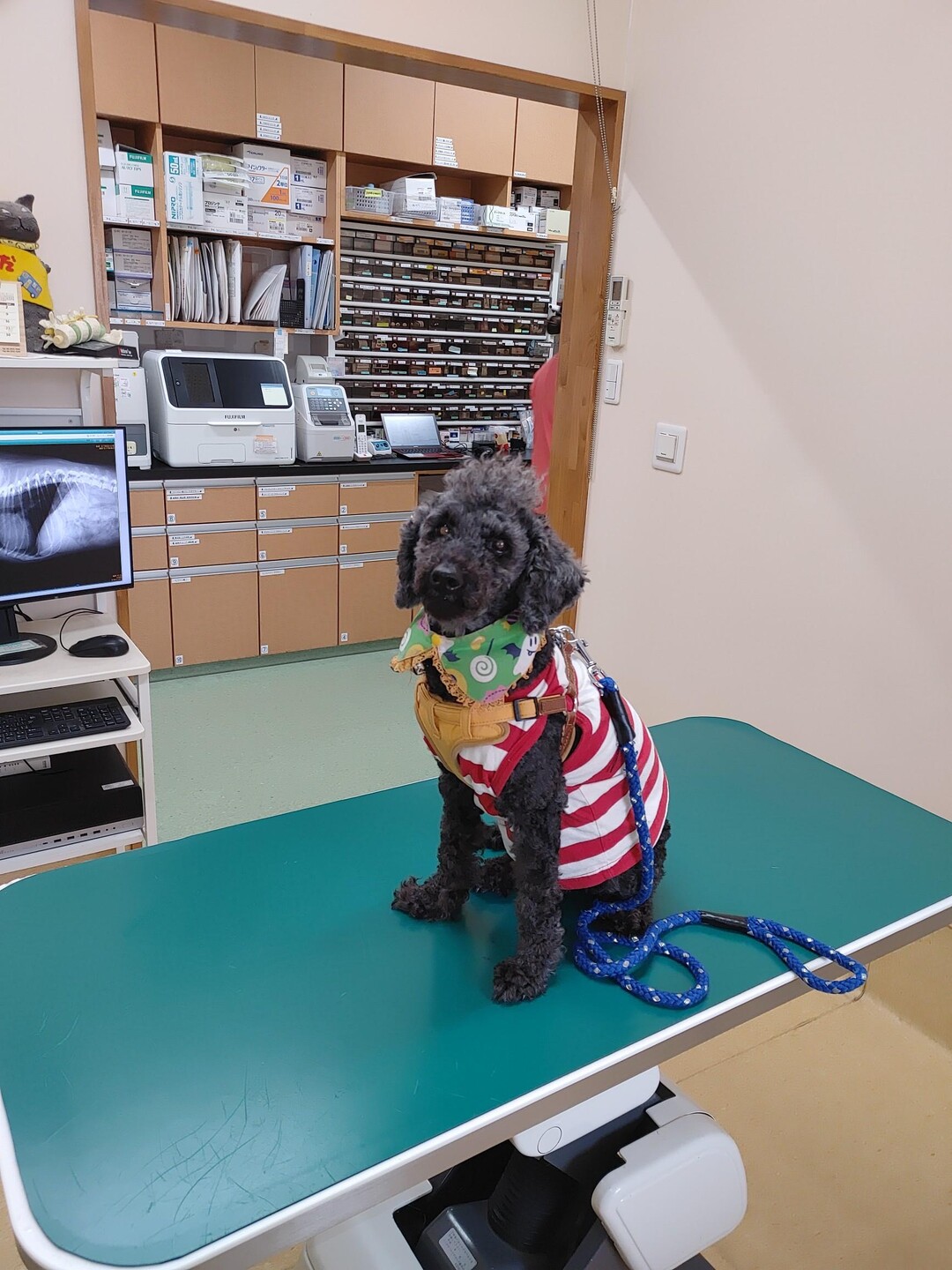 ☁️今朝のお散歩🎶 診察室での検診🏥... / GHハコさんのモーメント | YAMAP / ヤマップ