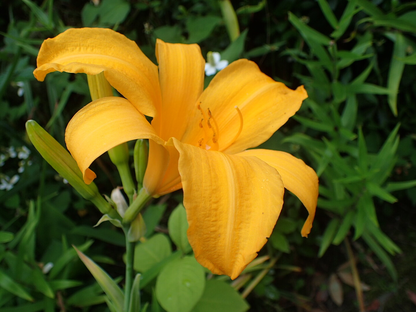 毎度のお庭🙈 / niceageさんのモーメント | YAMAP / ヤマップ