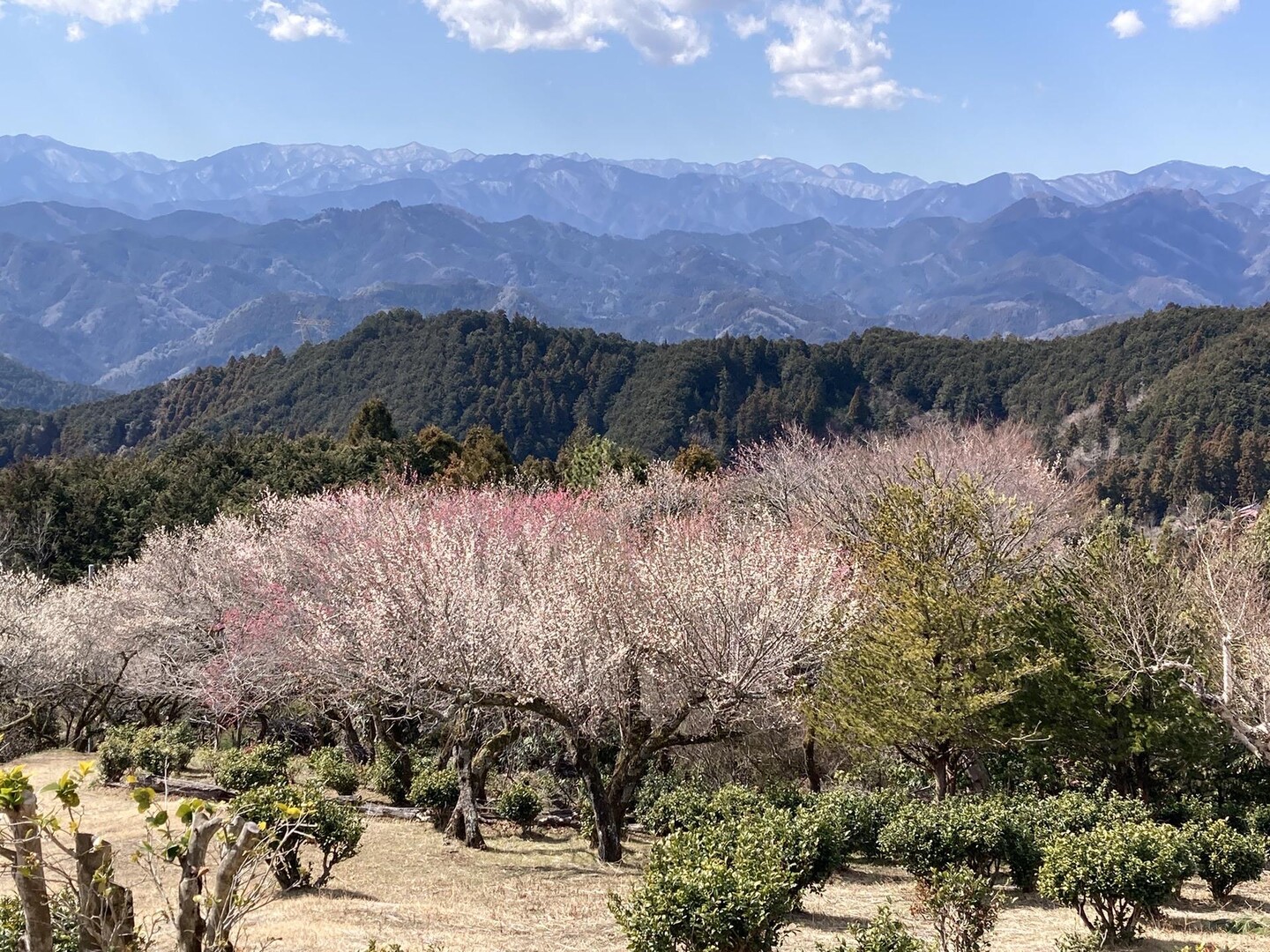 奥武蔵ロングトレイル35K / GUMIさんの天覧山・多峯主山・天覚山の活動データ | YAMAP / ヤマップ