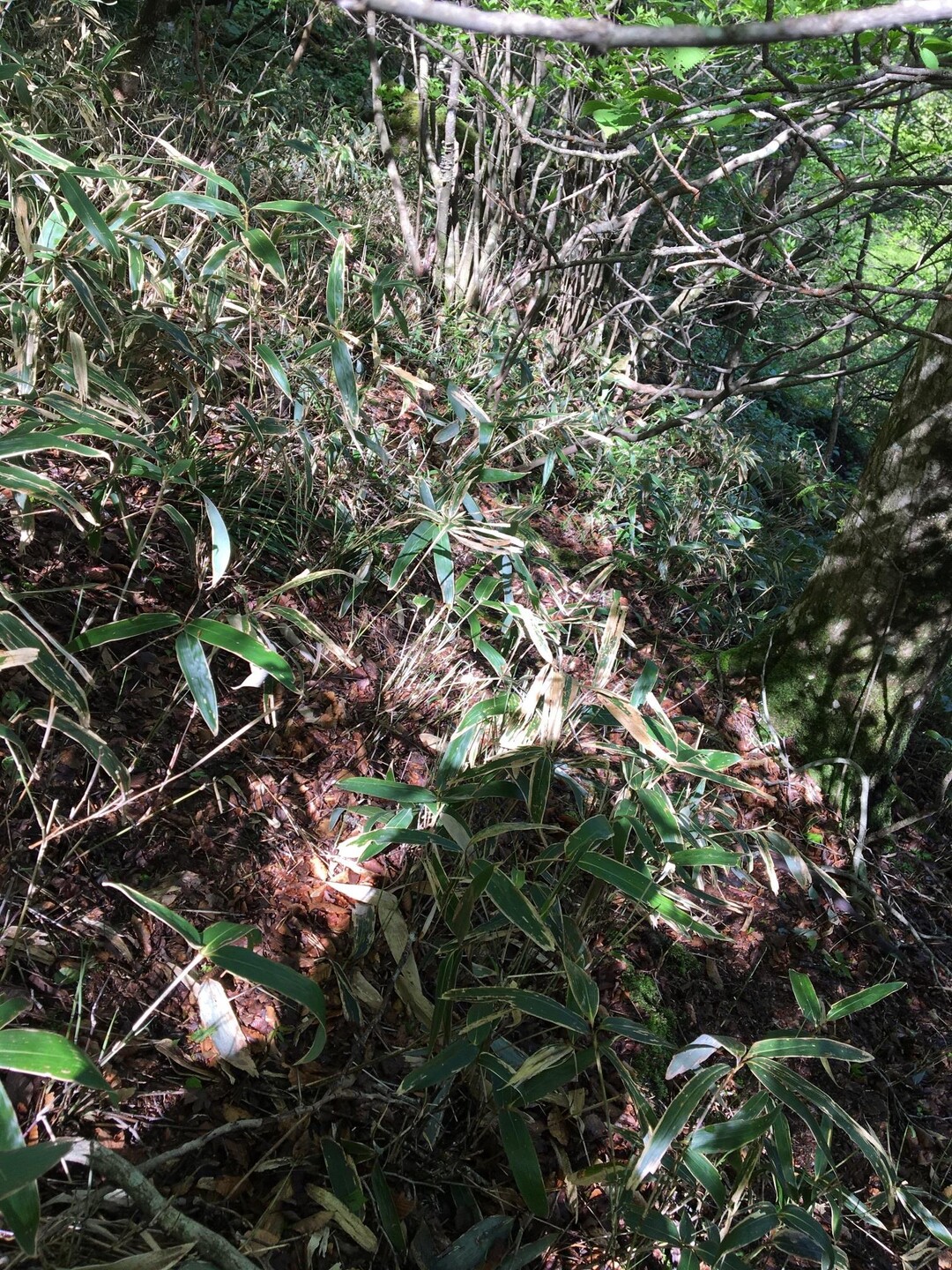 Meg Takaoさんの投稿したフィールドメモ | YAMAP / ヤマップ