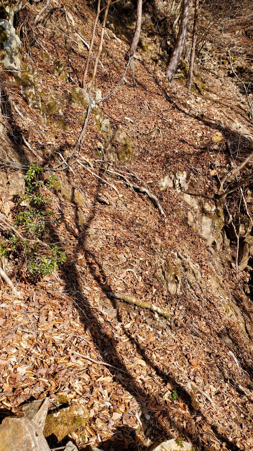 ko-ya-sunさんの投稿したフィールドメモ | YAMAP / ヤマップ