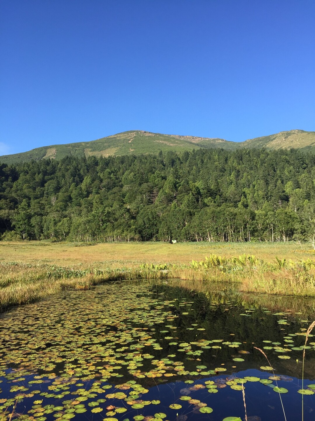 至仏山 / GOMAさんの尾瀬・至仏山・悪沢岳・笠ヶ岳の活動データ | YAMAP / ヤマップ
