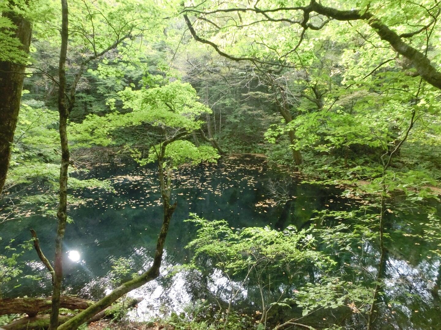 [青森旅行編2014]十二湖遊歩道（後編... / 猫息子さんのモーメント | YAMAP / ヤマップ