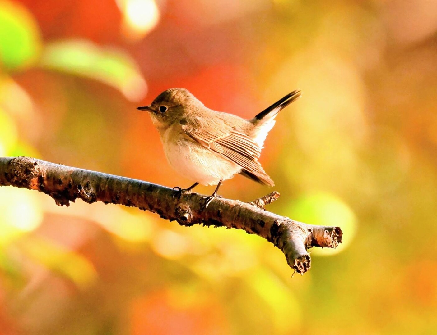 ニシオジロビタキ あまり知らない鳥だが、... / m.t-another-kuさんのモーメント | YAMAP / ヤマップ