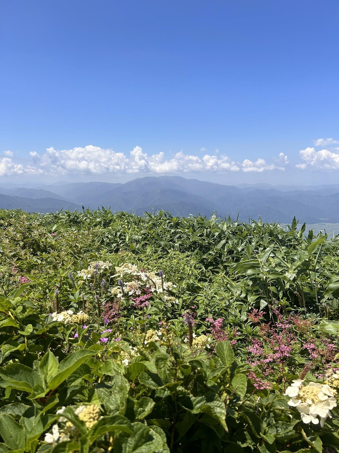 深谷ノ頭・前荒島岳・中荒島岳・荒島岳 / mihoさんの荒島岳の活動データ | YAMAP / ヤマップ