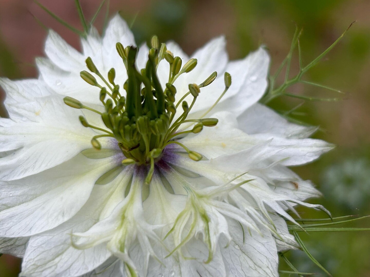 お花便りR5-16 本日は朝から雨模様の... / kaizaさんのモーメント | YAMAP / ヤマップ