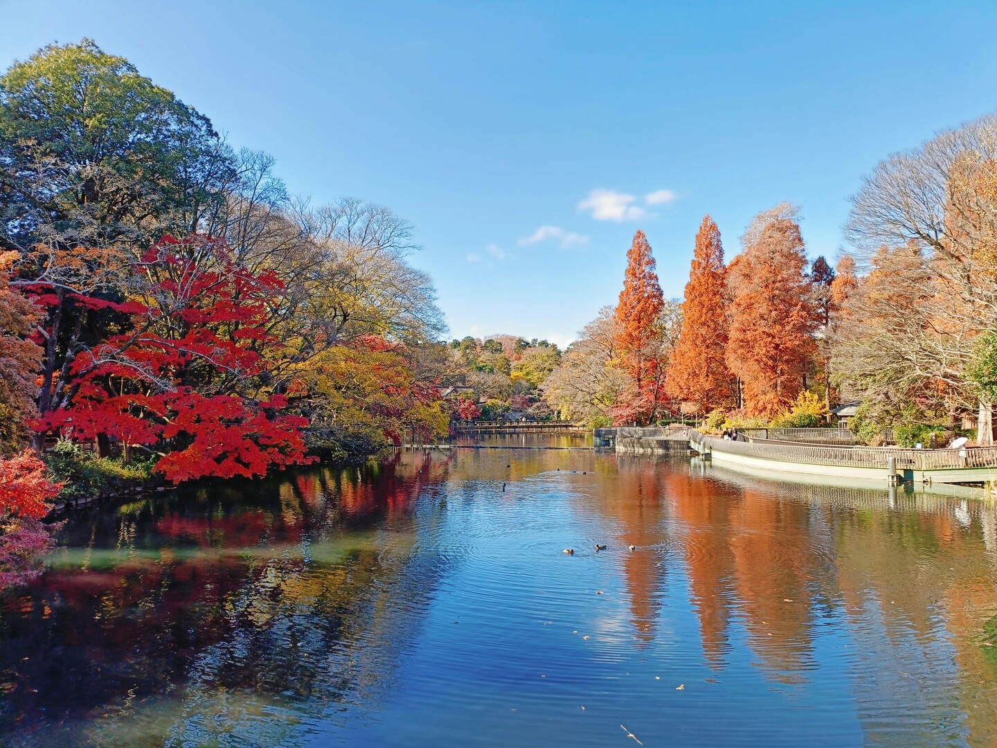 吉祥寺散歩 / AZUさんのウォーキングの活動データ | YAMAP / ヤマップ