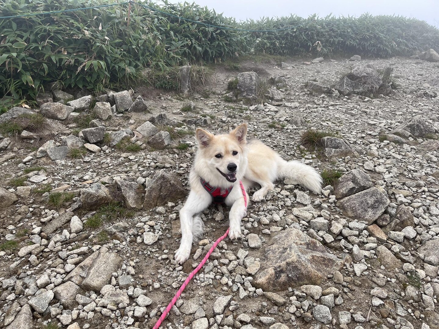 富士見台 / Jamesさんの恵那山・大判山・神坂山の活動データ | YAMAP / ヤマップ