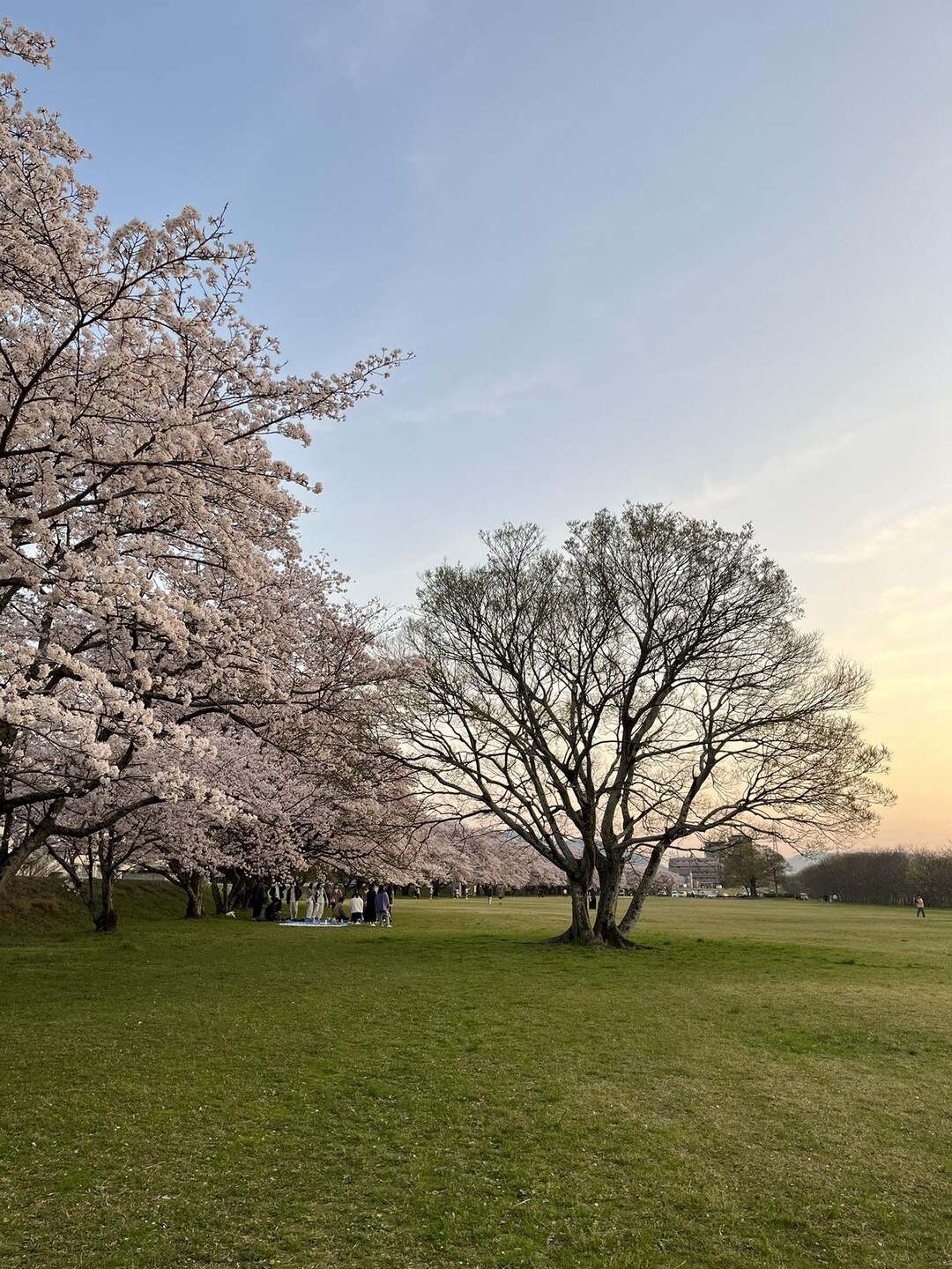 帰宅してから近くの河川敷に ひとりお散歩... / saiさんのモーメント | YAMAP / ヤマップ