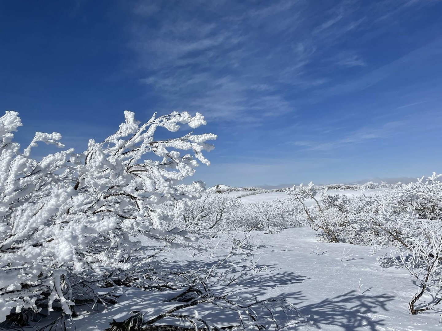 前山・銀杏峯 / fjhiroさんの銀杏峰・部子山の活動データ | YAMAP / ヤマップ