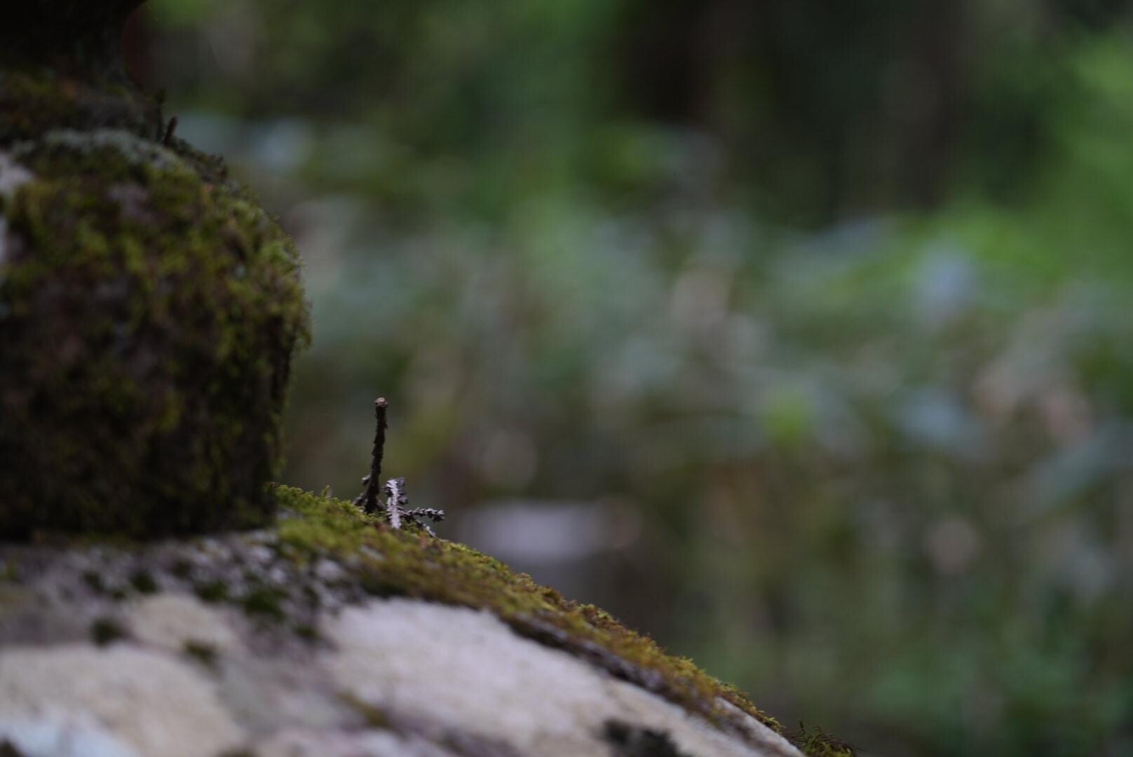 羽黒山 / Yoshi.Kさんの羽黒山の活動データ | YAMAP / ヤマップ