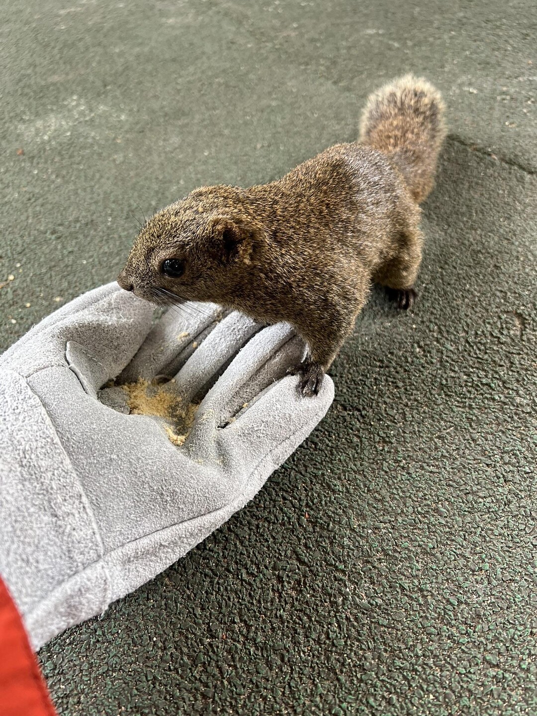リス🐿の金華山と岩戸山 / mai_funlifeさんの金華山・洞山・舟伏山の活動データ | YAMAP / ヤマップ