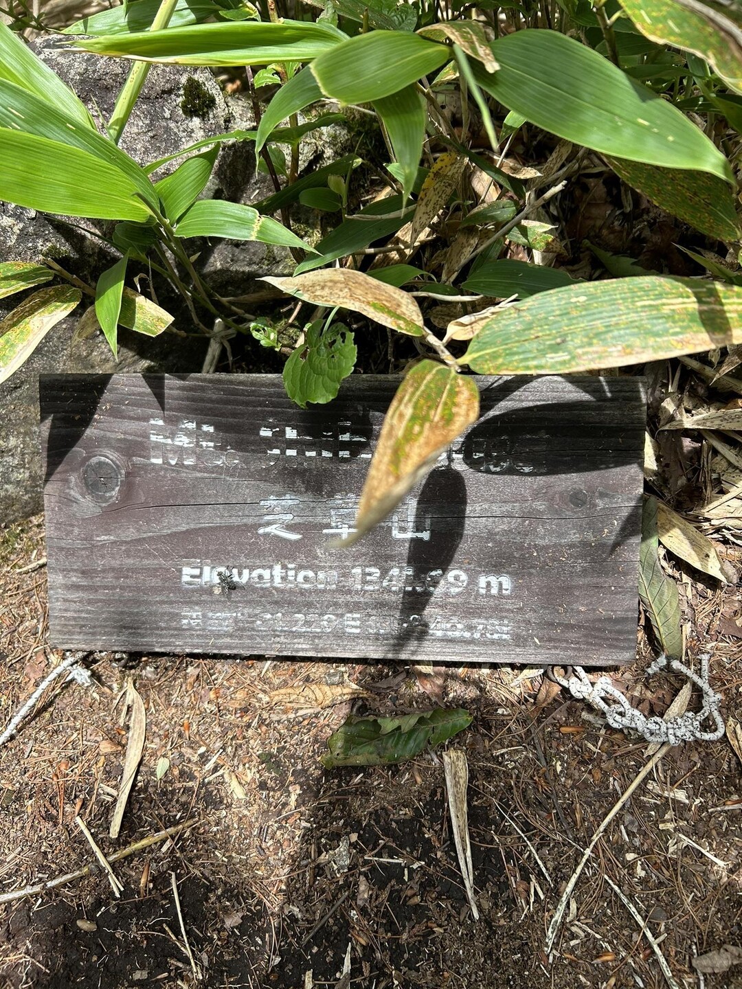 芝草山 / yuu39さんの荒海山・芝草山の活動データ | YAMAP / ヤマップ