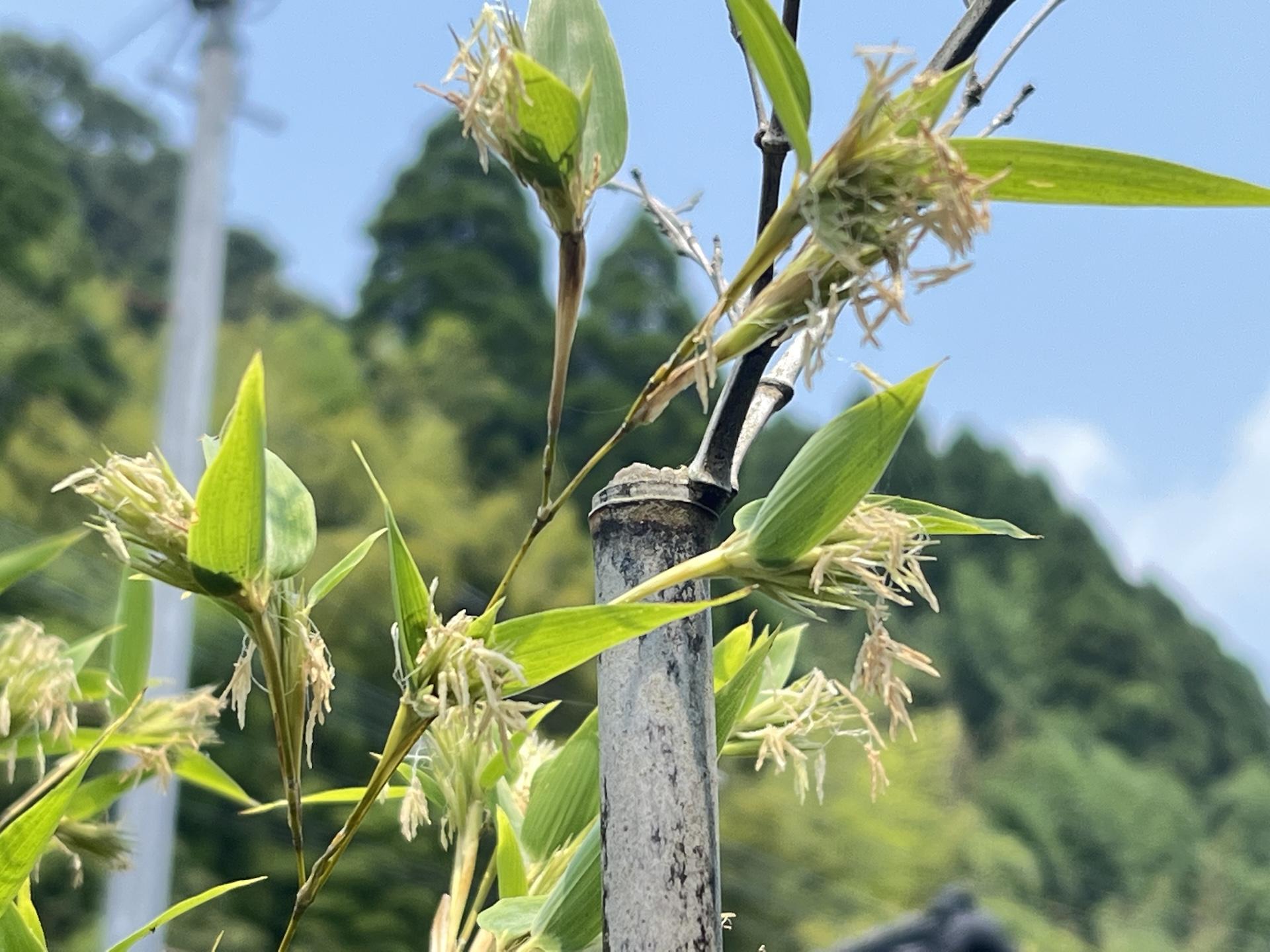 黒竹🎋の花 前回2024-3-3に... / hideさんのモーメント | YAMAP / ヤマップ