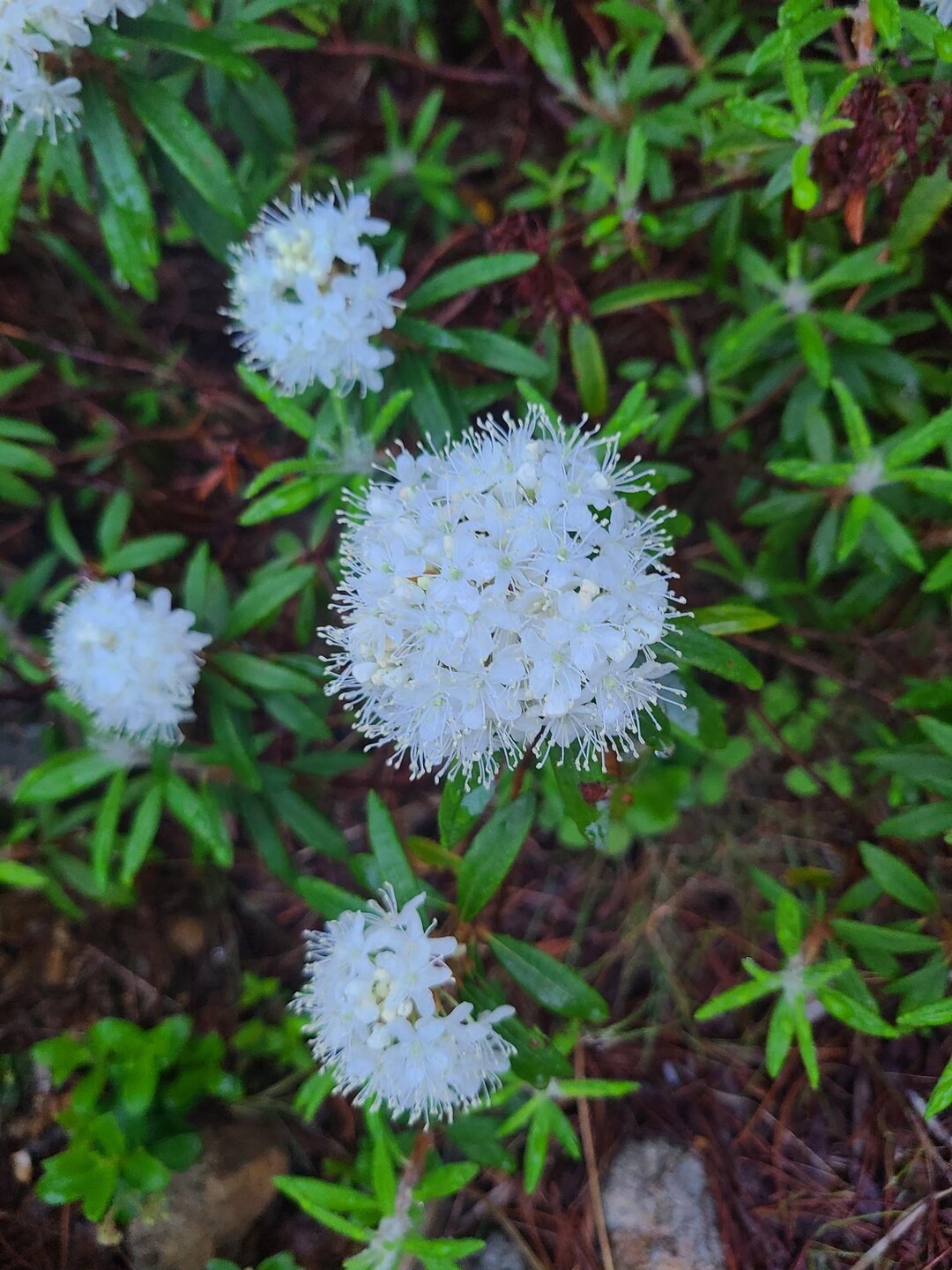 十勝岳 / eikoさんの十勝岳・富良野岳・美瑛岳の活動データ | YAMAP / ヤマップ