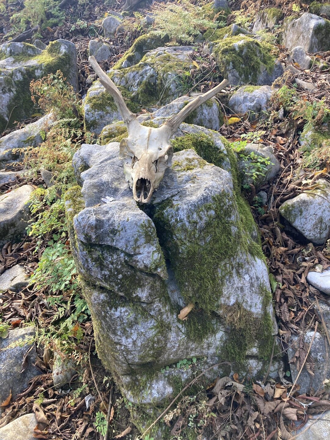 藤原岳・天狗岩 / Tyonkoroさんの藤原岳・御池岳の活動日記 | YAMAP / ヤマップ