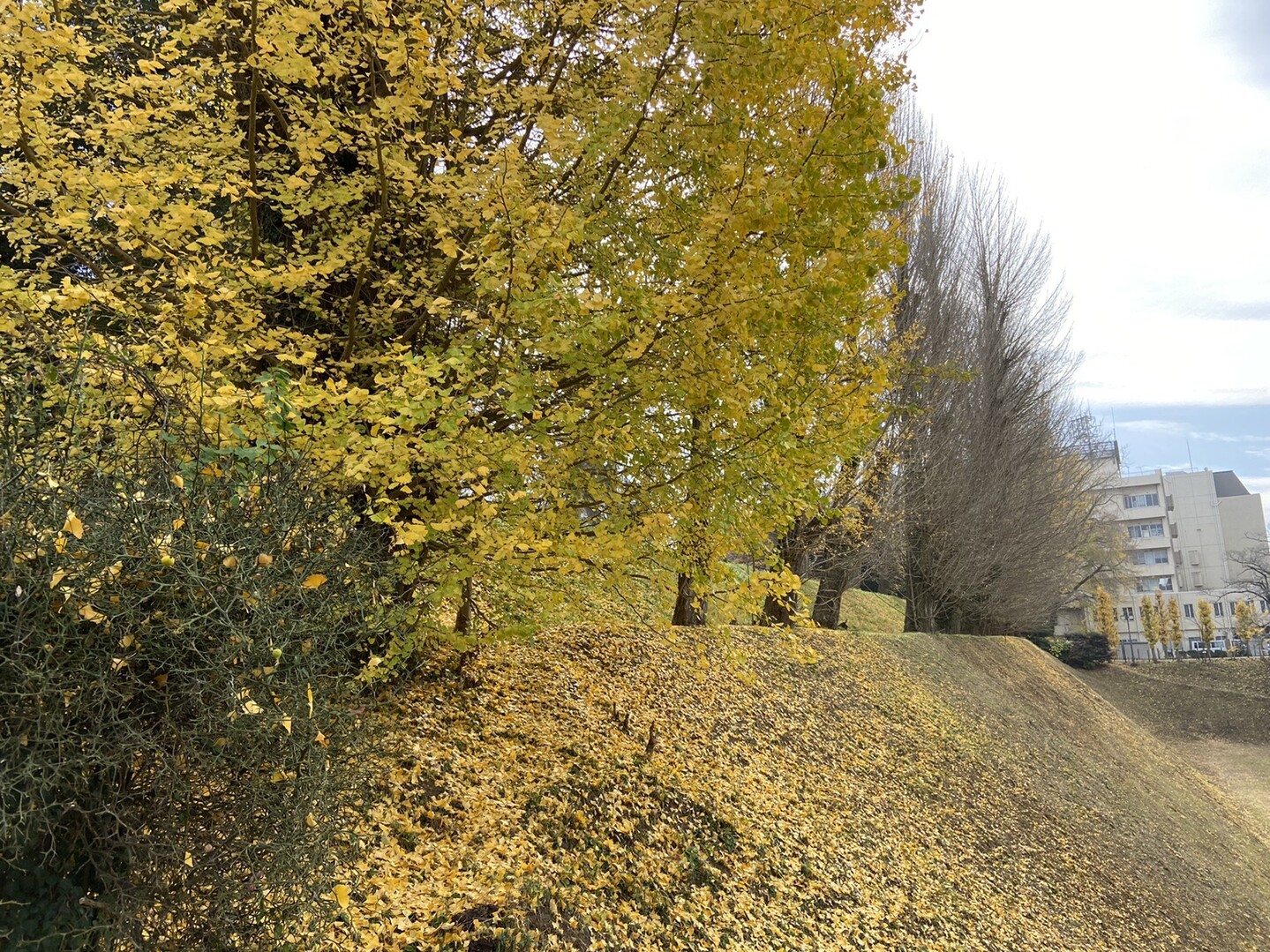 ウォーキング-2020-11-26 / Bull&Umiさんのウォーキングの活動データ | YAMAP / ヤマップ