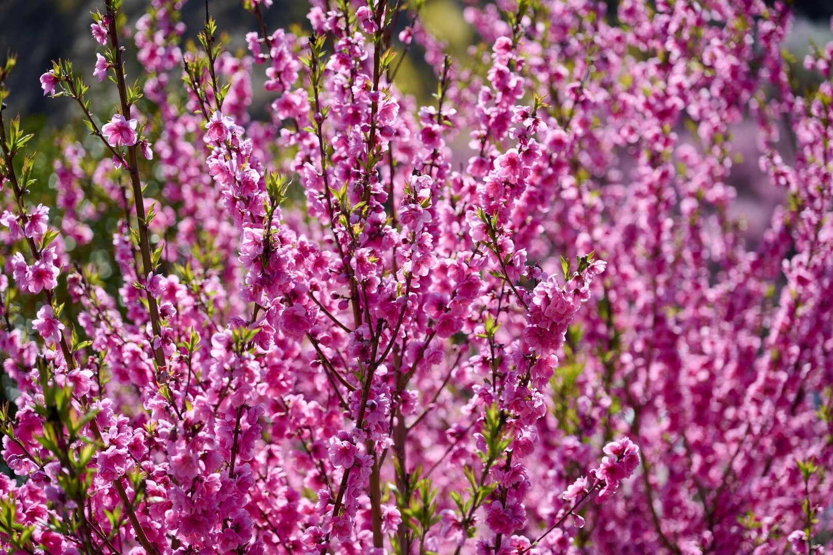 春爛漫、東秩父ハイキング / YUHYAさんの官ノ倉山の活動データ | YAMAP / ヤマップ