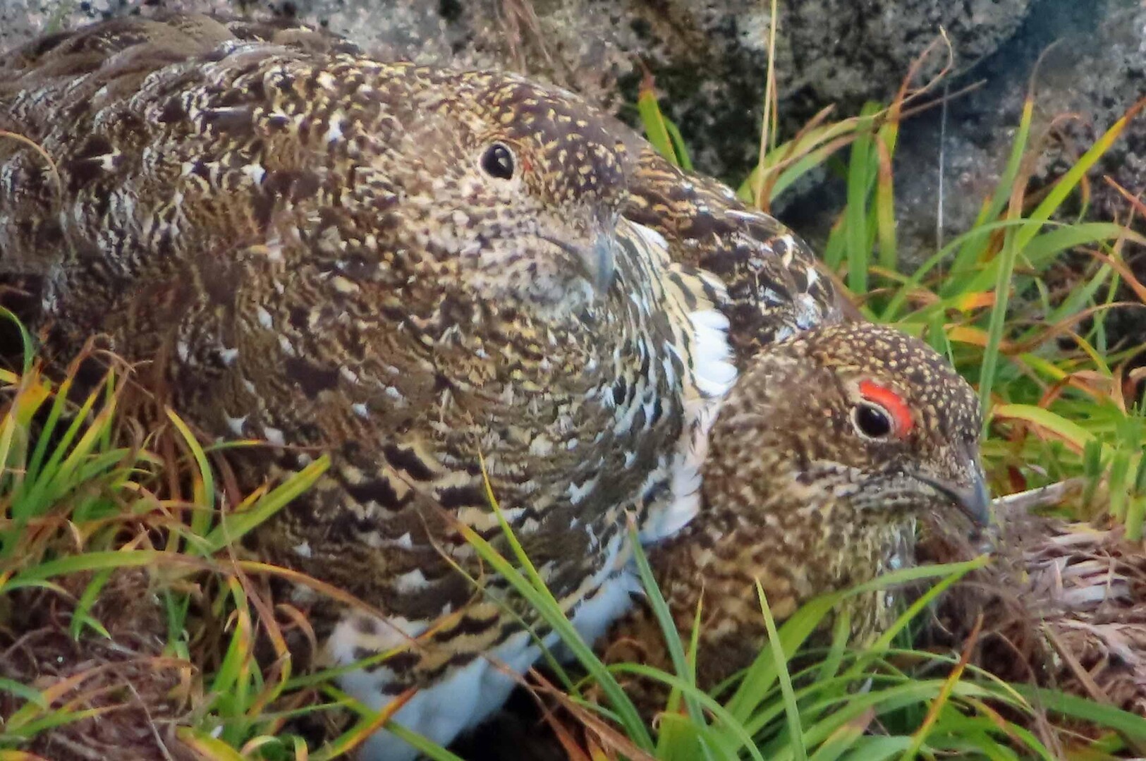 北穂高岳 Mt.Kita Hotaka 3106m へ / ss5さんの槍ヶ岳・穂高岳・上高地の活動データ | YAMAP / ヤマップ