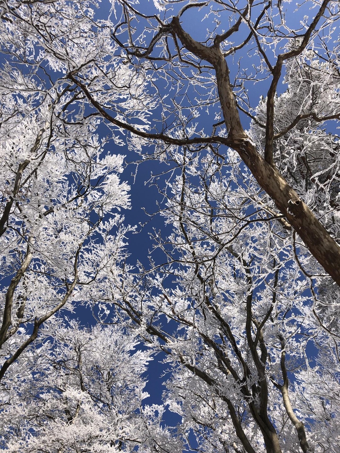 高見山 / HiHiAさんの高見山・黒石山・天狗山の活動データ | YAMAP / ヤマップ