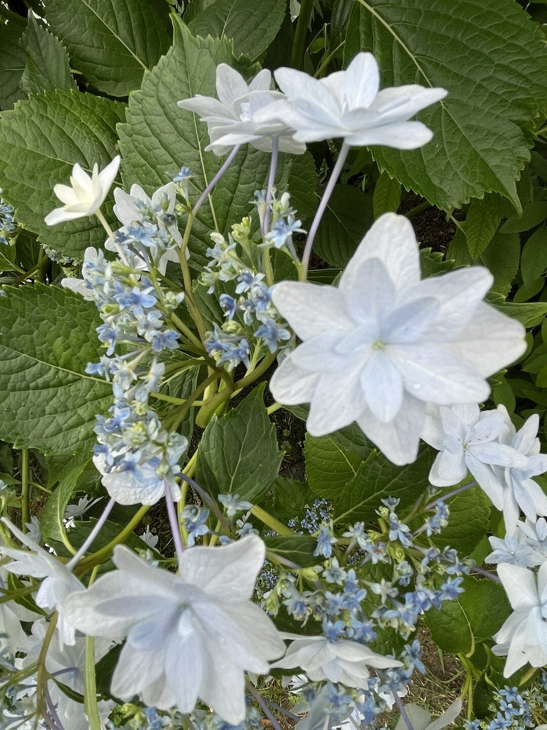 皆さんは、ご存じでしょうか？ 墨田川の... / ふみJJさんのモーメント | YAMAP / ヤマップ