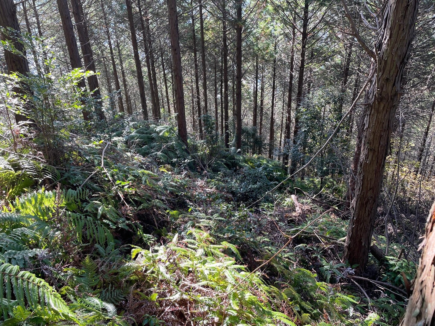 osamさんの投稿したフィールドメモ | YAMAP / ヤマップ