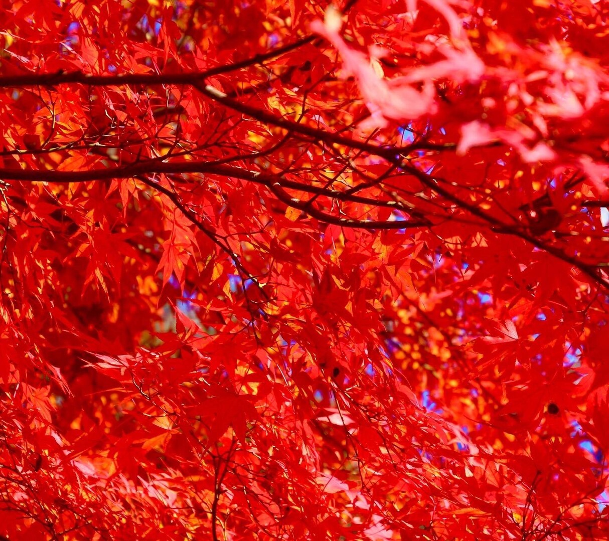 晩秋🍁 再度公園より。 / kazu51さんのモーメント | YAMAP / ヤマップ