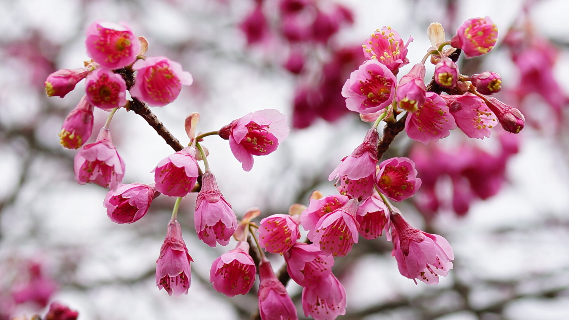 宝満山の南、笹尾山。 / masahiro さんの宝満山・三郡山・若杉山の活動日記 | YAMAP / ヤマップ