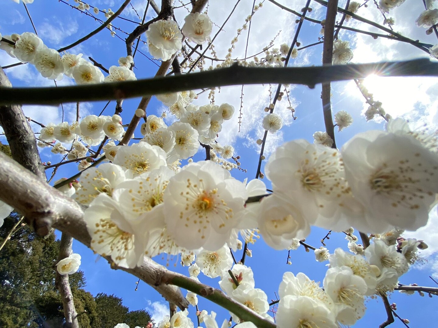 大縣神社⛩梅まつり🌸 / moco*さんの尾張富士・尾張本宮山・尾張白山の活動データ | YAMAP / ヤマップ