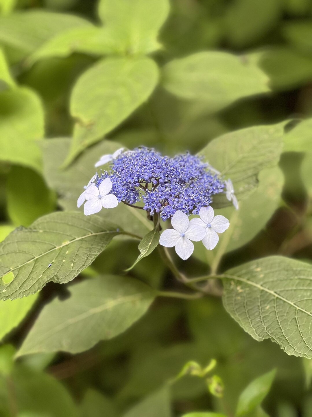 鰐塚山 / kyoopoさんの鰐塚山の活動データ | YAMAP / ヤマップ